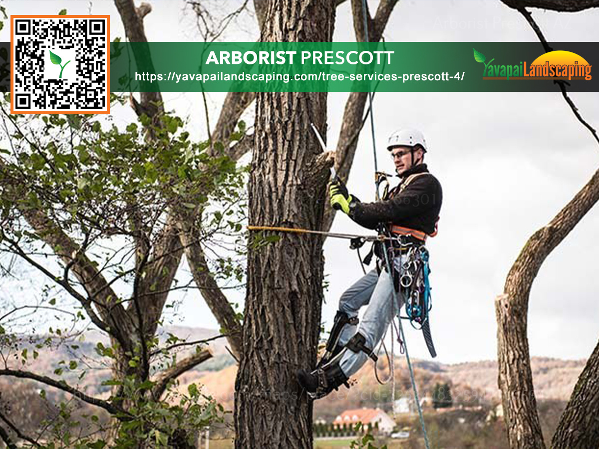 The Benefits of Using a Professional Arborist in Prescott