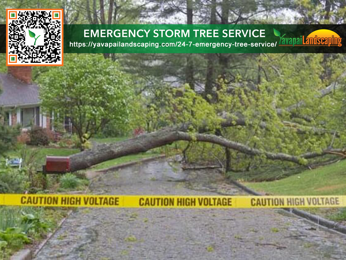 Trusted Storm Damage Tree Removal Services for Prescott