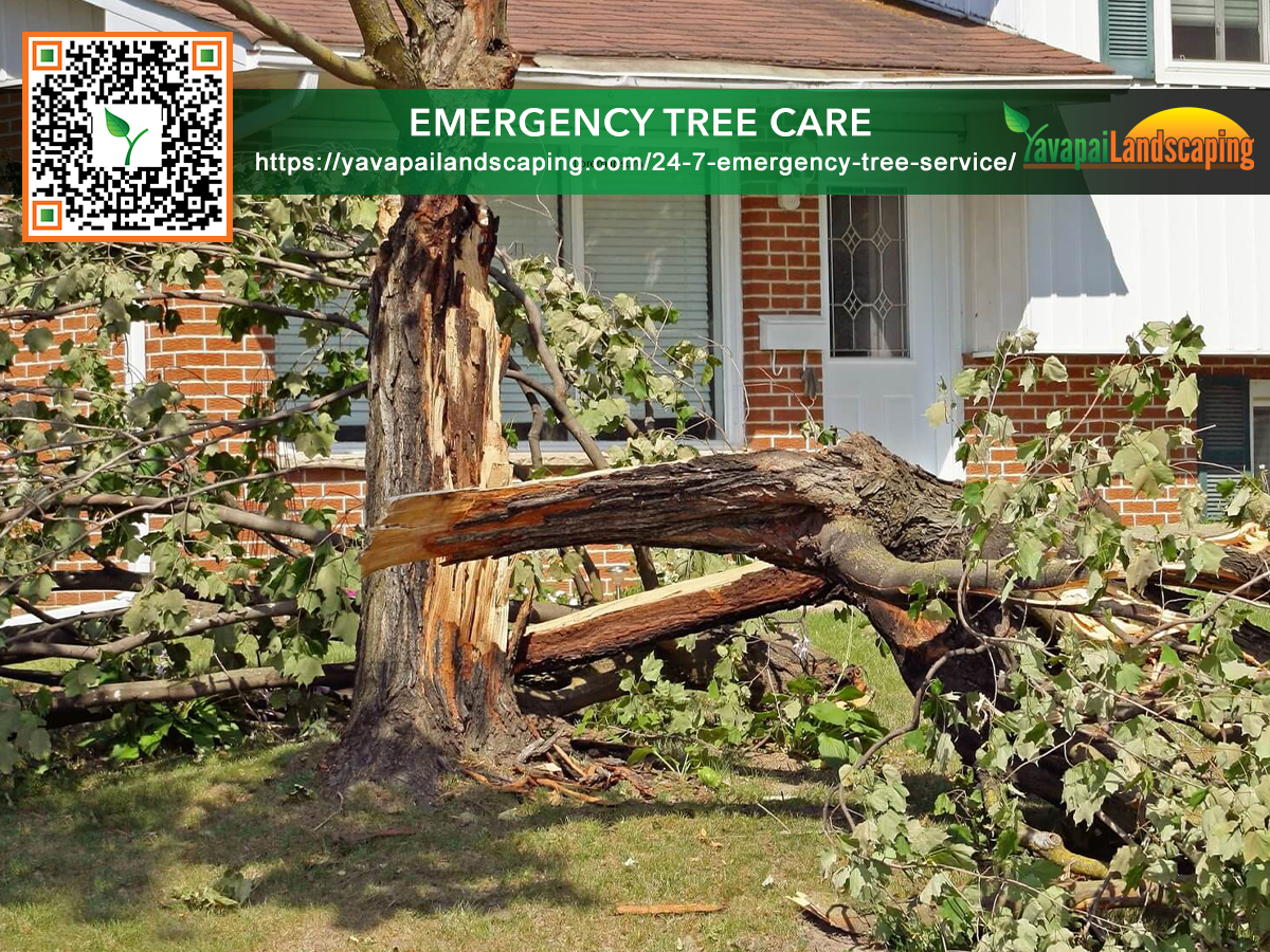 Safeguarding Property and Lives with Emergency Tree Care