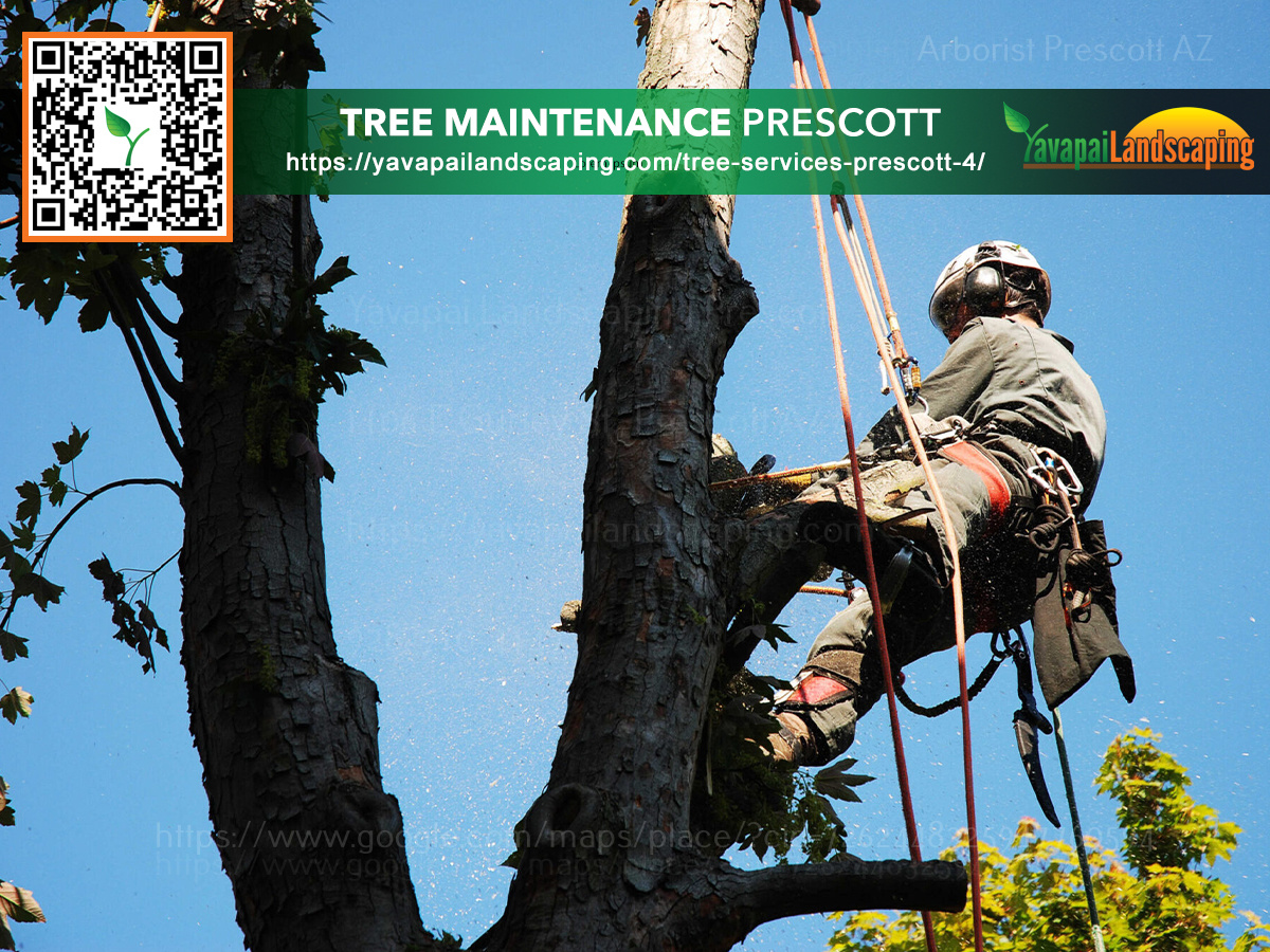 Why Investing in Tree Maintenance Is Essential for Long-Term Property ...