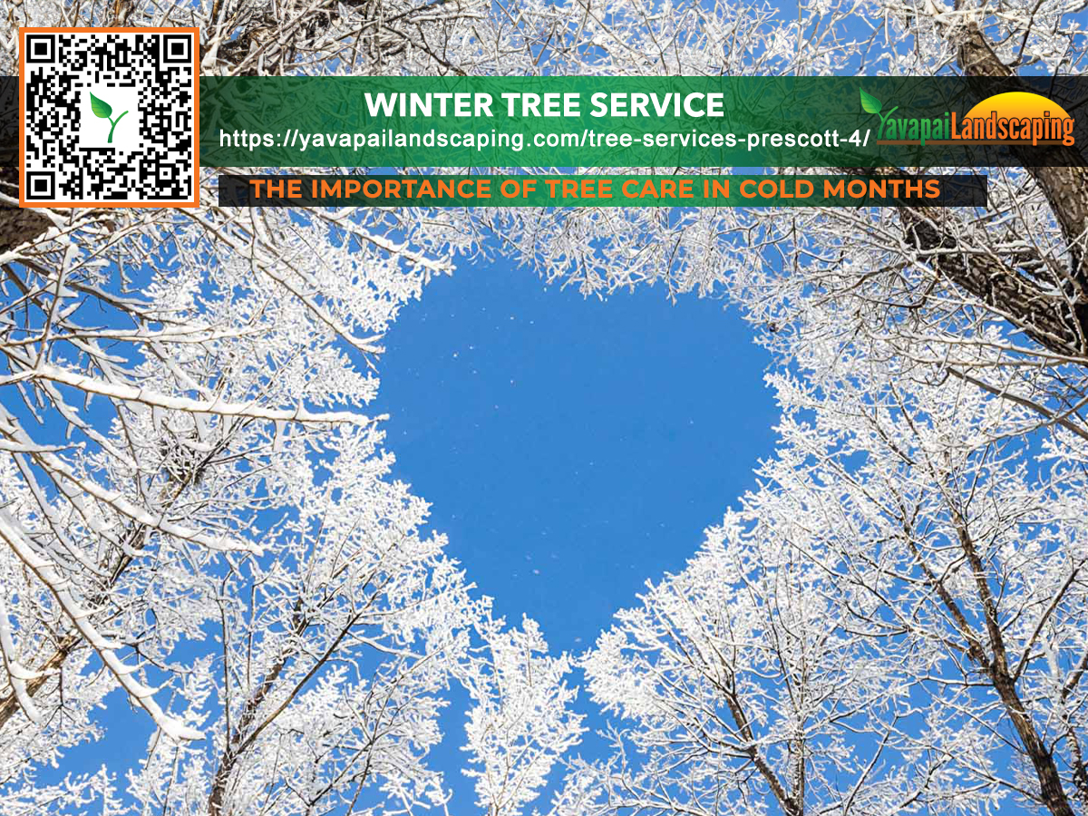 Essential Winter Tree Care Tips for Prescott AZ Homes