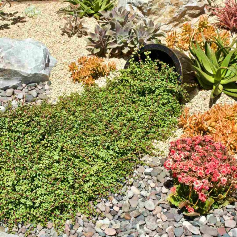 Xeriscape Designs: Low-Maintenance Plants for Prescott